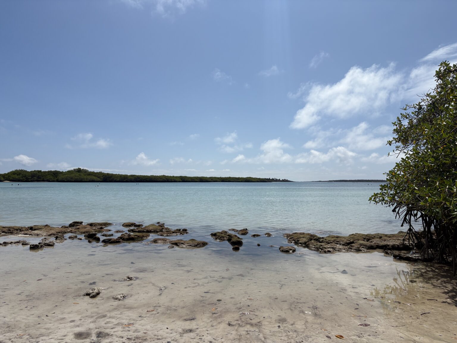 UTCVM Provides Opportunities for Vet Students to Grow Global | Smith ...