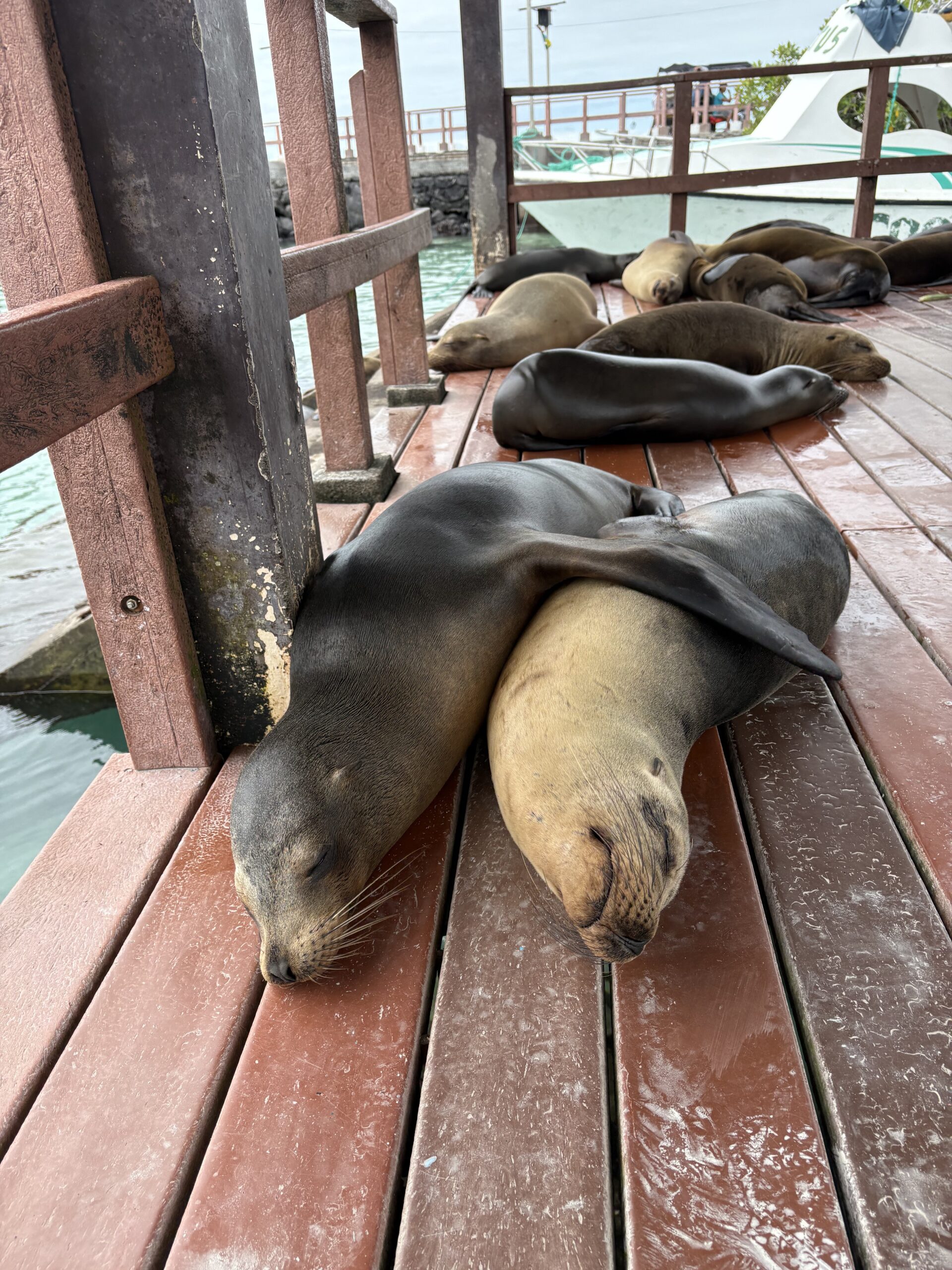 UTCVM Provides Opportunities for Vet Students to Grow Global | Smith ...