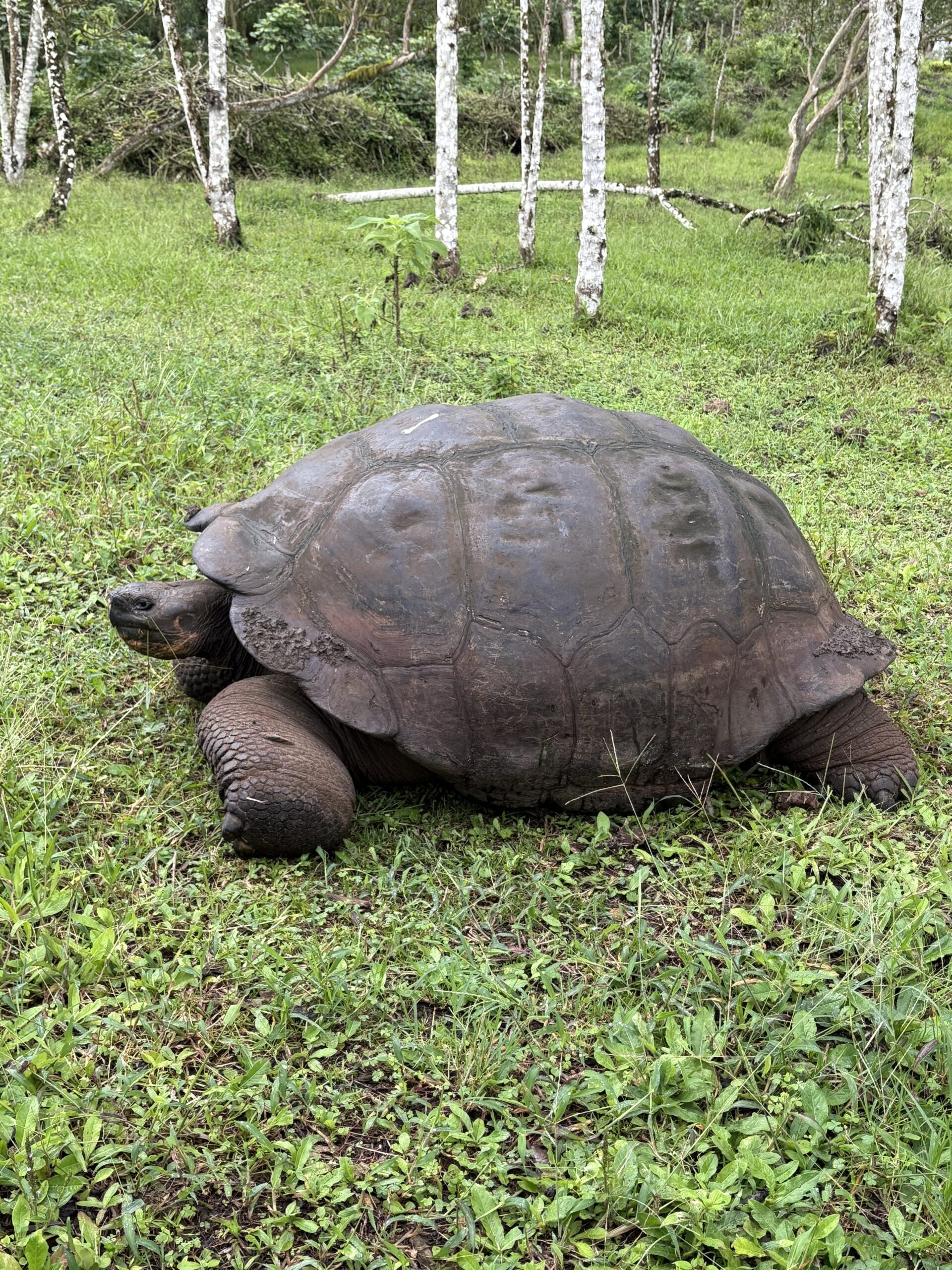 UTCVM Provides Opportunities for Vet Students to Grow Global | Smith ...